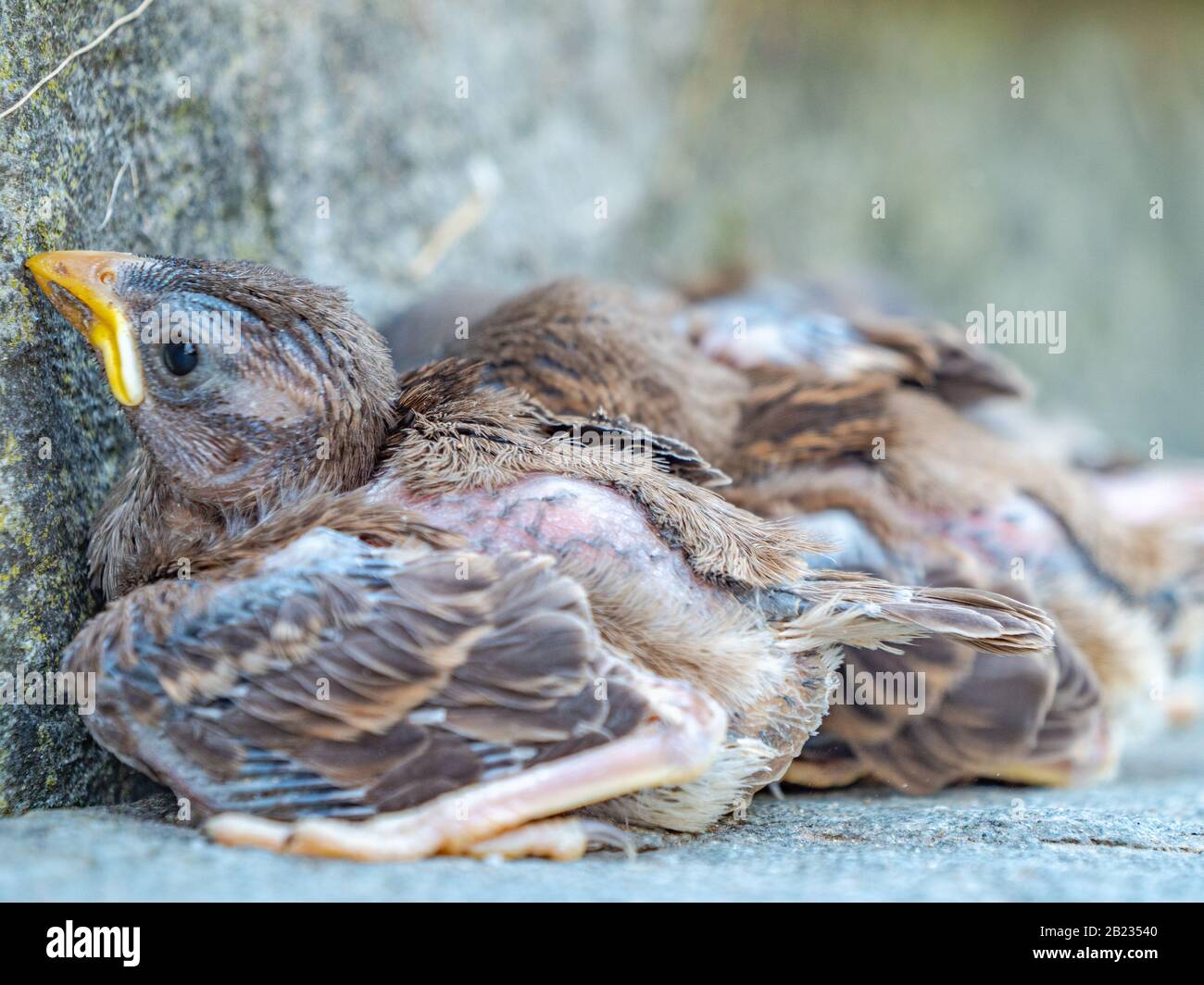 Baby birds crying hi-res stock photography and images - Alamy