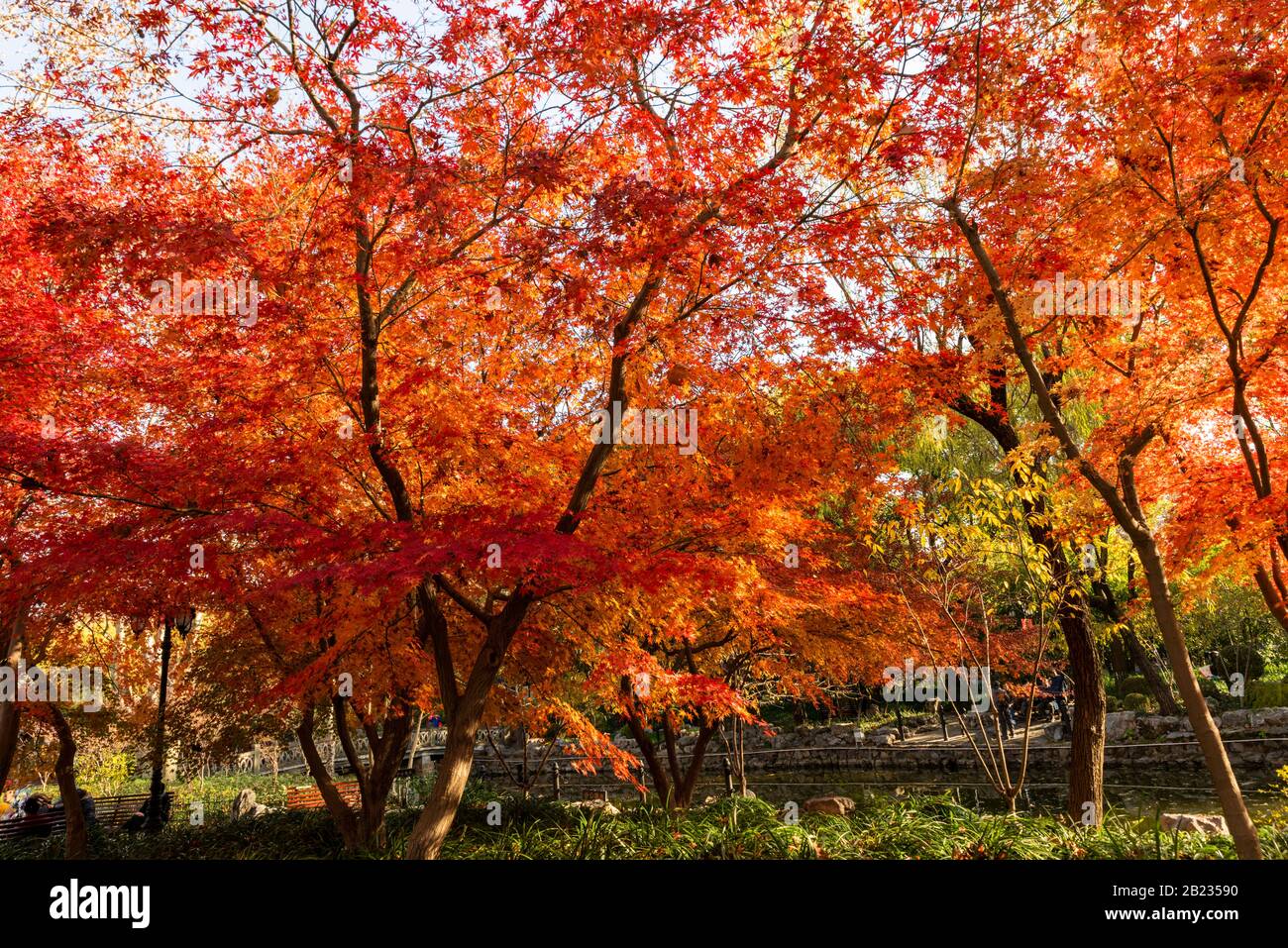 Autumn colours of the Chinese Maple Tree, Acer palmatum, at Hongkou ...