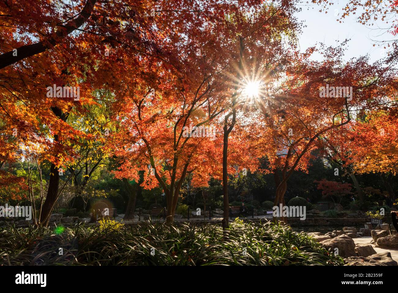 Autumn colours of the Chinese Maple Tree, Acer palmatum, at Hongkou ...