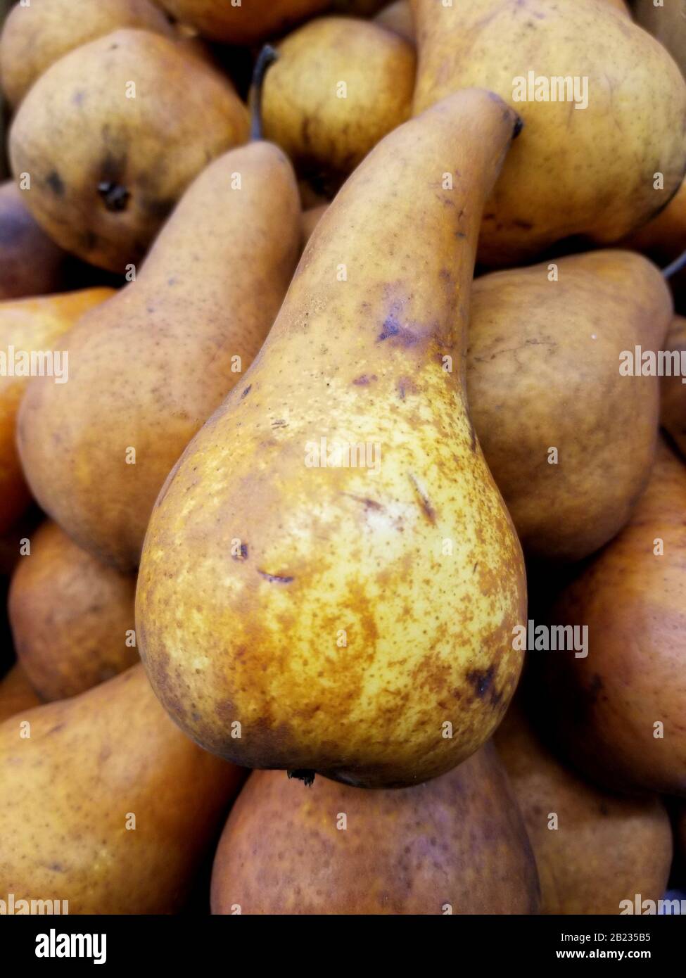 Bosc pear hi-res stock photography and images - Alamy
