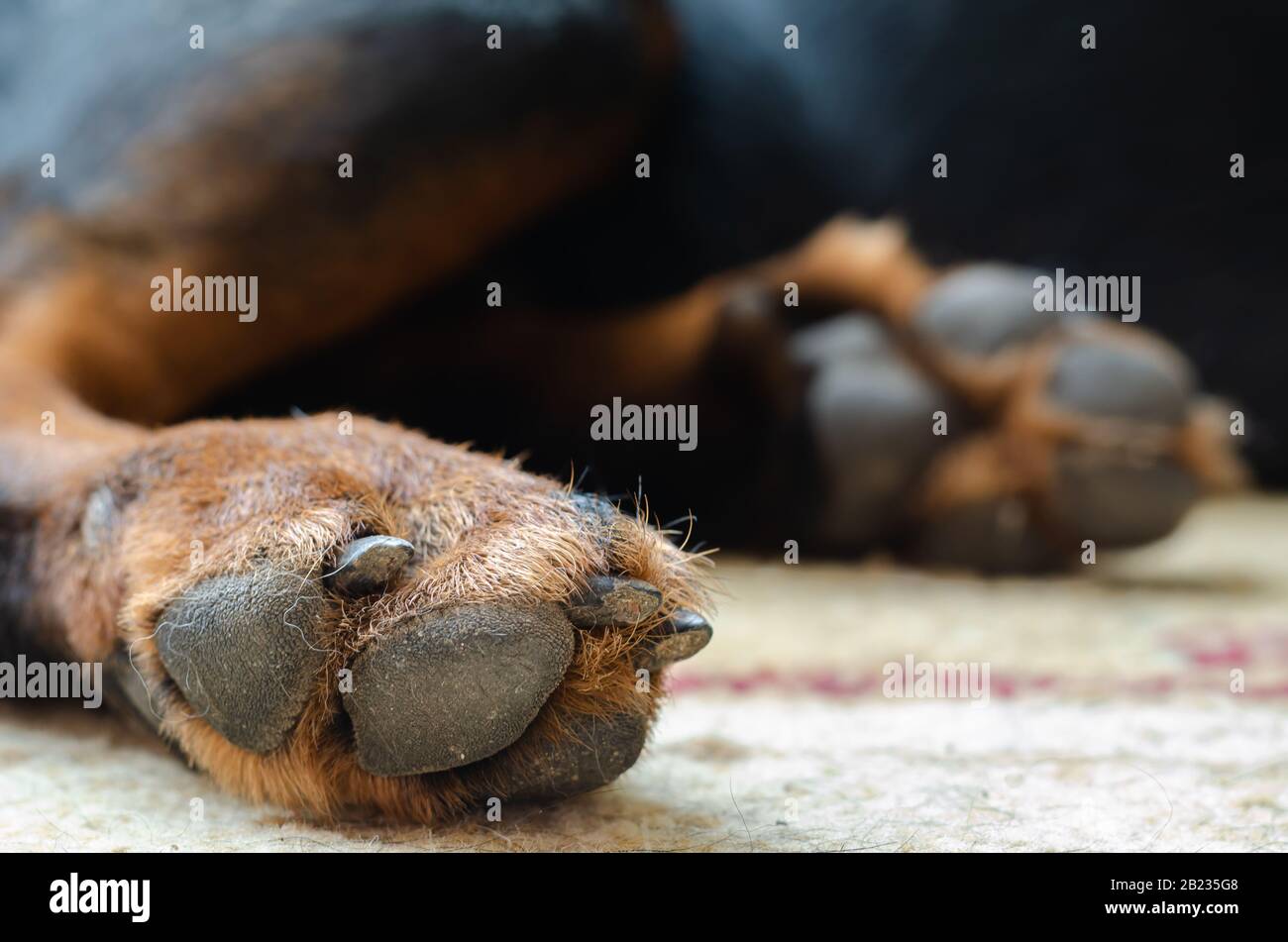 Rottweiler dog paw on the carpet. Rottweiler breed dog paw on the ...