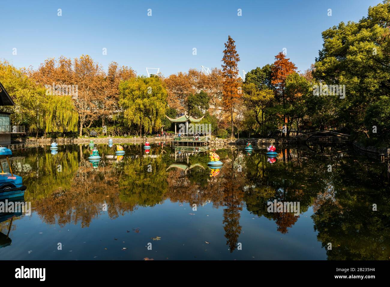 Autumn colours of the Chinese Maple Tree, Acer palmatum, at Hongkou ...