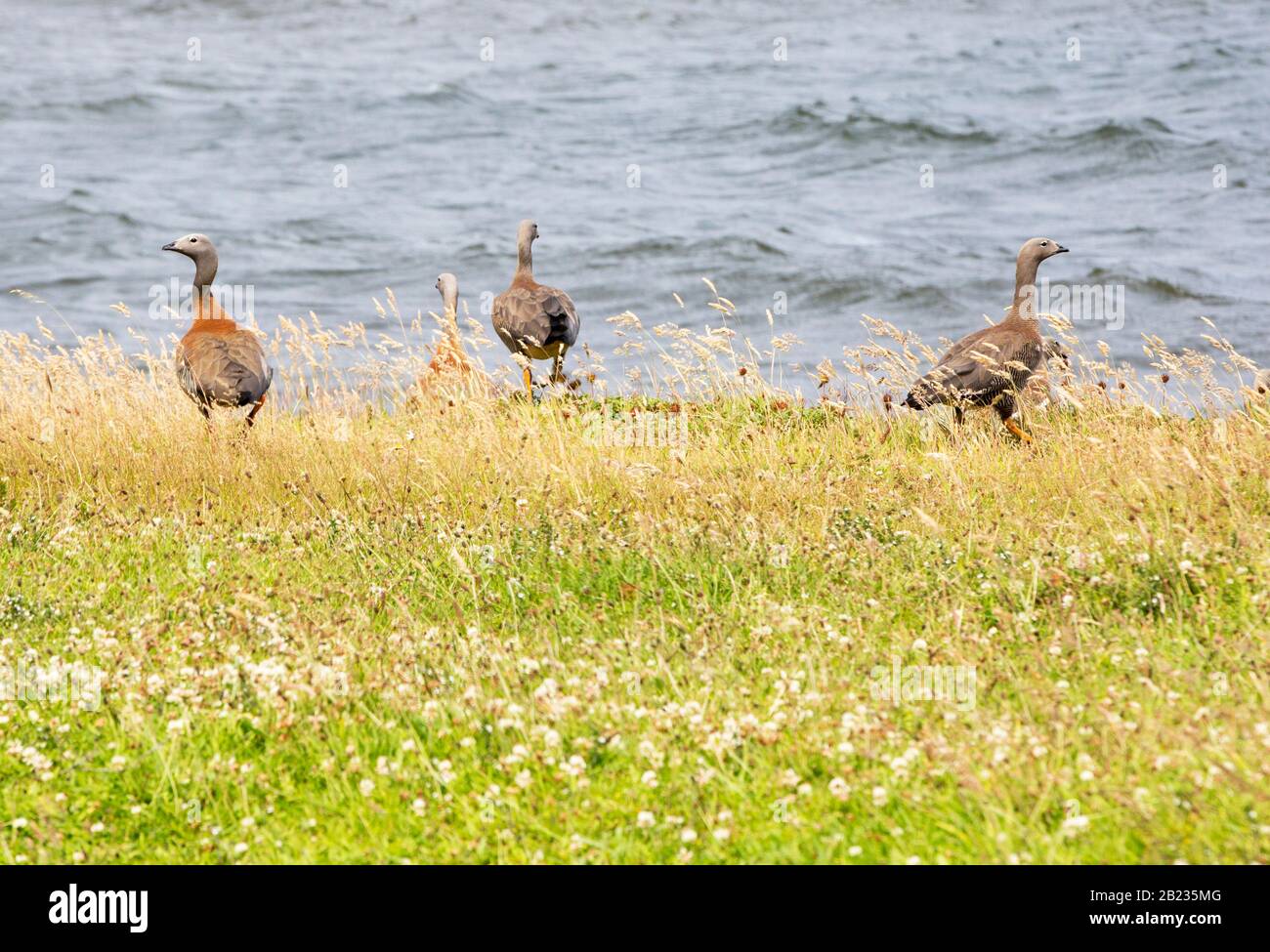 A small flock of Ashy Headed Goose, Chloephaga poliocephala, near Seno ...