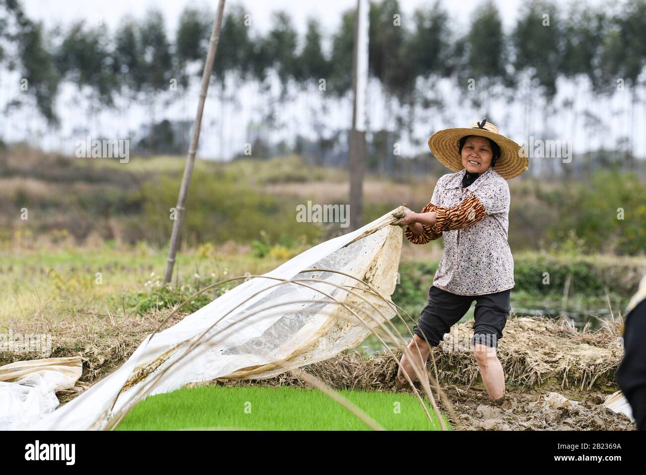 Guiping hi-res stock photography and images - Alamy