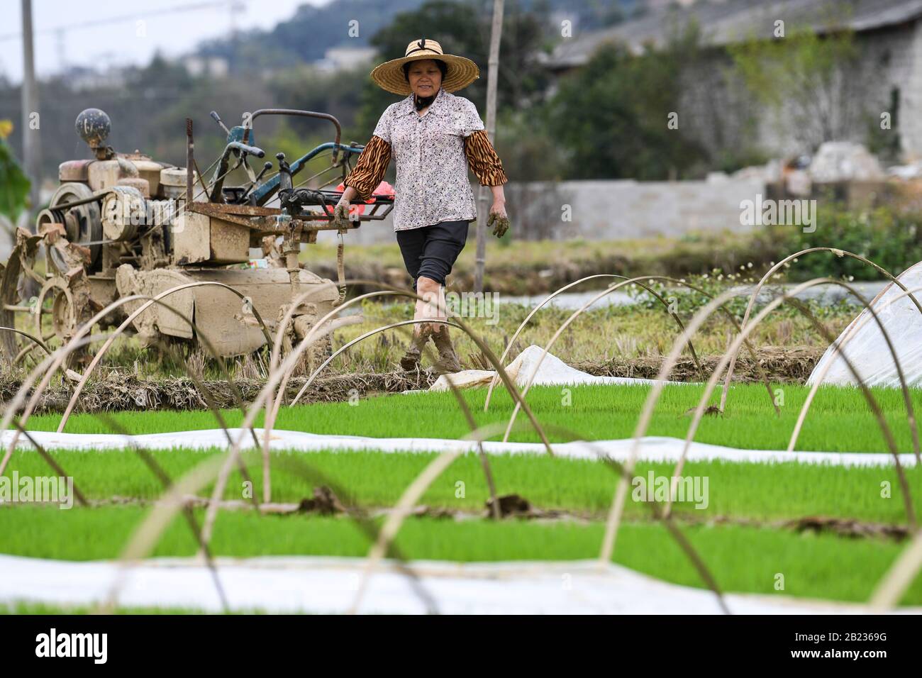 Guiping hi-res stock photography and images - Alamy