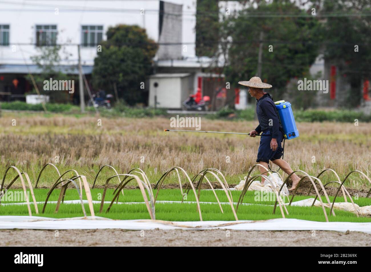 Guiping hi-res stock photography and images - Alamy