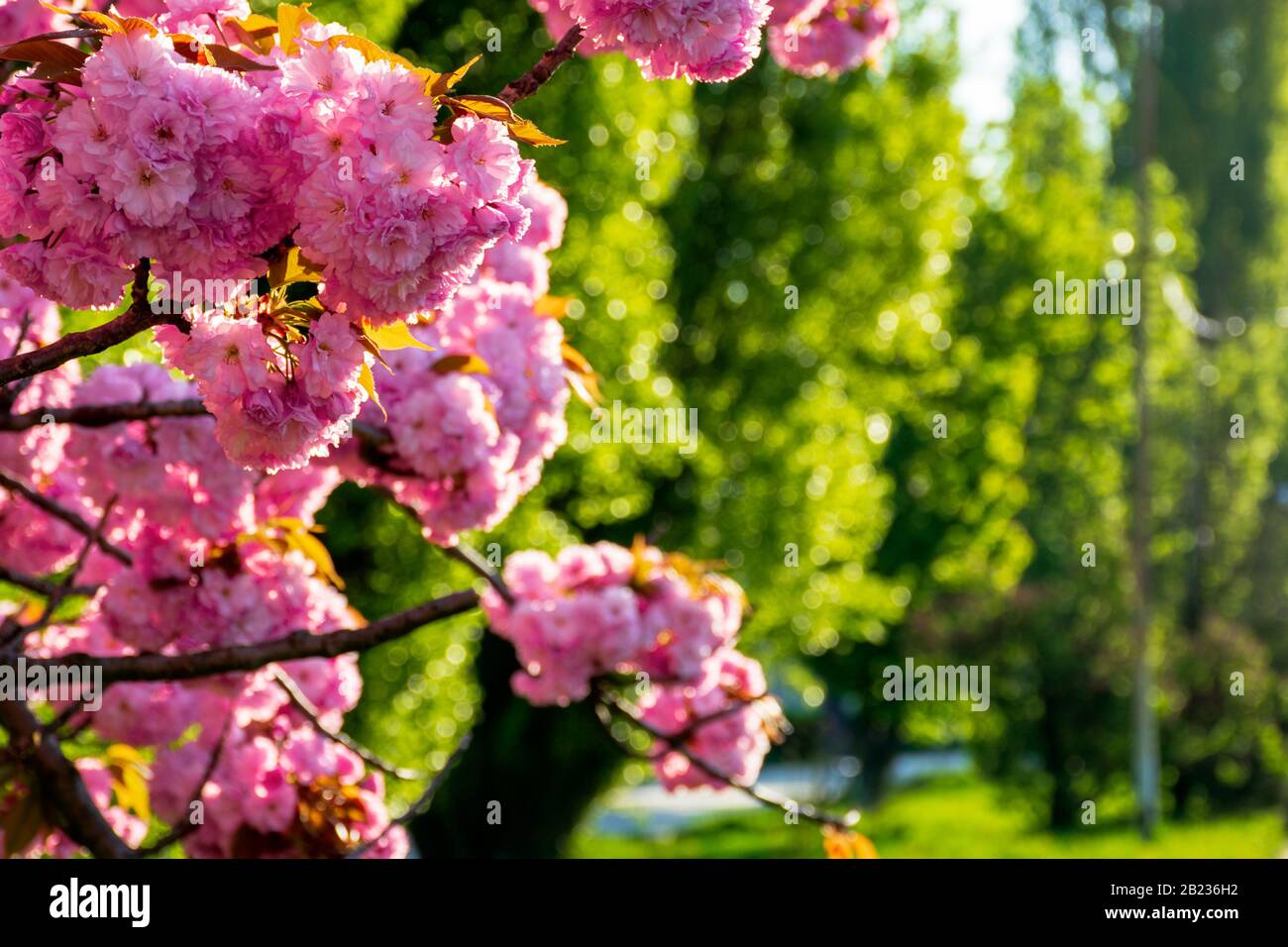 pink cherry blossom background in backlit sunlight. beautiful nature ...