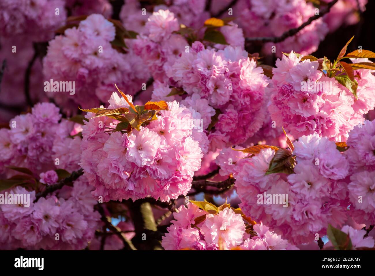 pink cherry blossom background in backlit sunlight. beautiful nature ...
