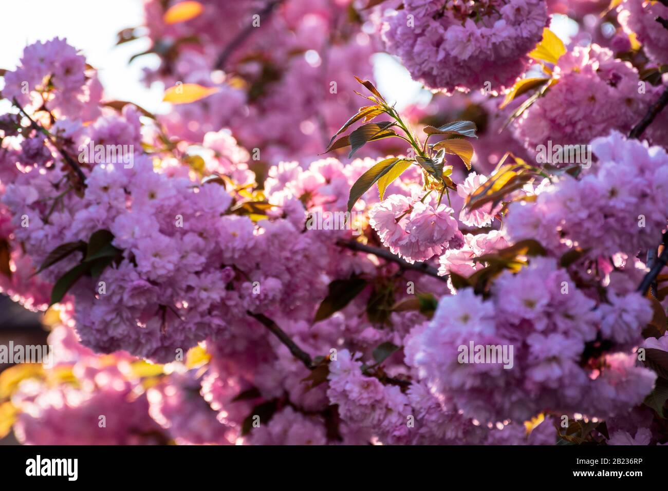 pink cherry blossom background in backlit sunlight. beautiful nature ...
