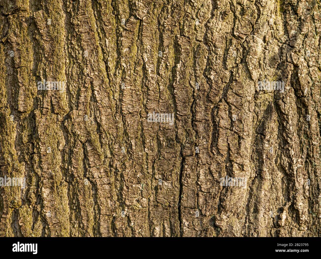 grey texture of tree bark, detail Stock Photo - Alamy