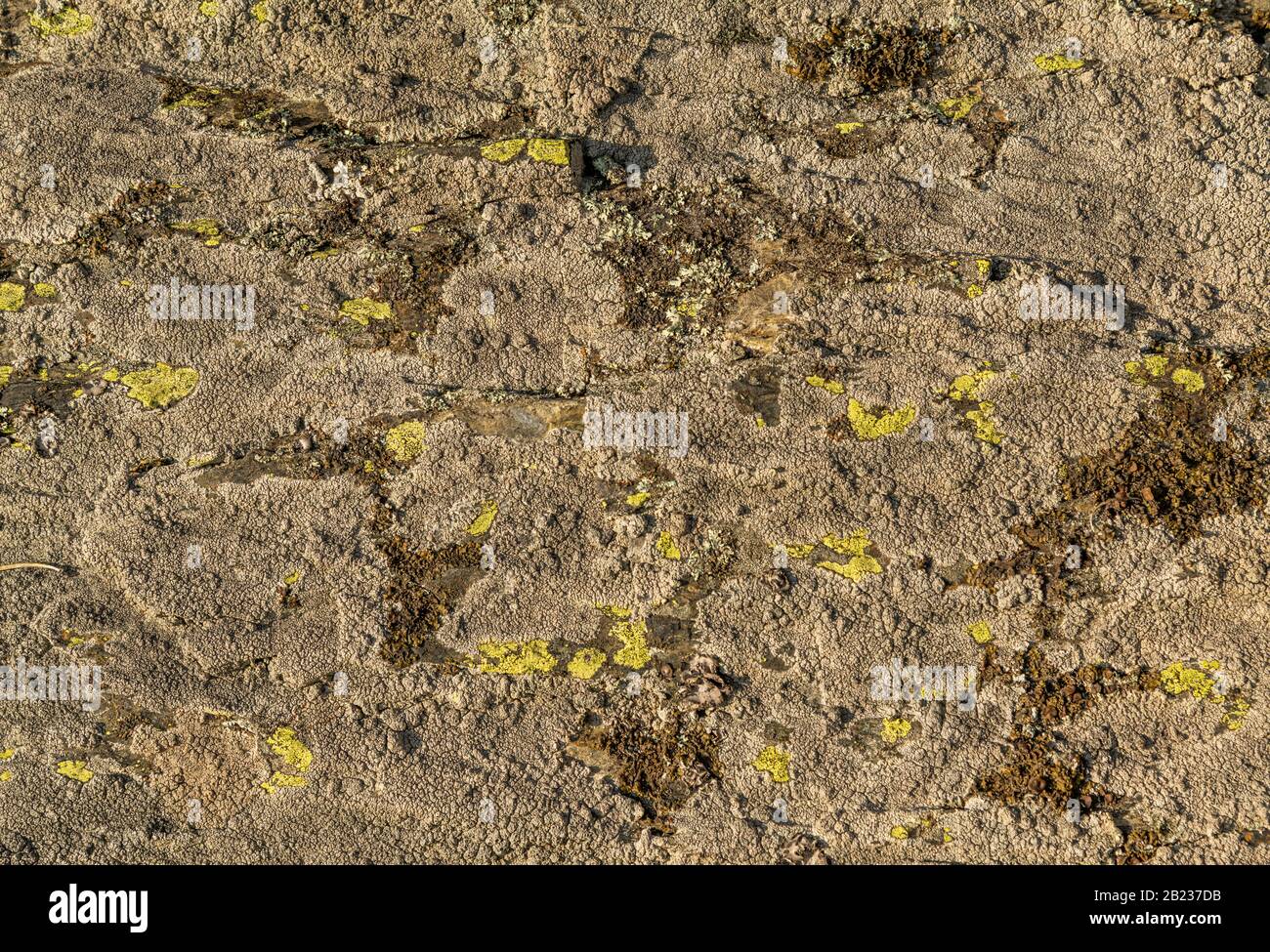Yellow fungus on rock close hi-res stock photography and images - Alamy