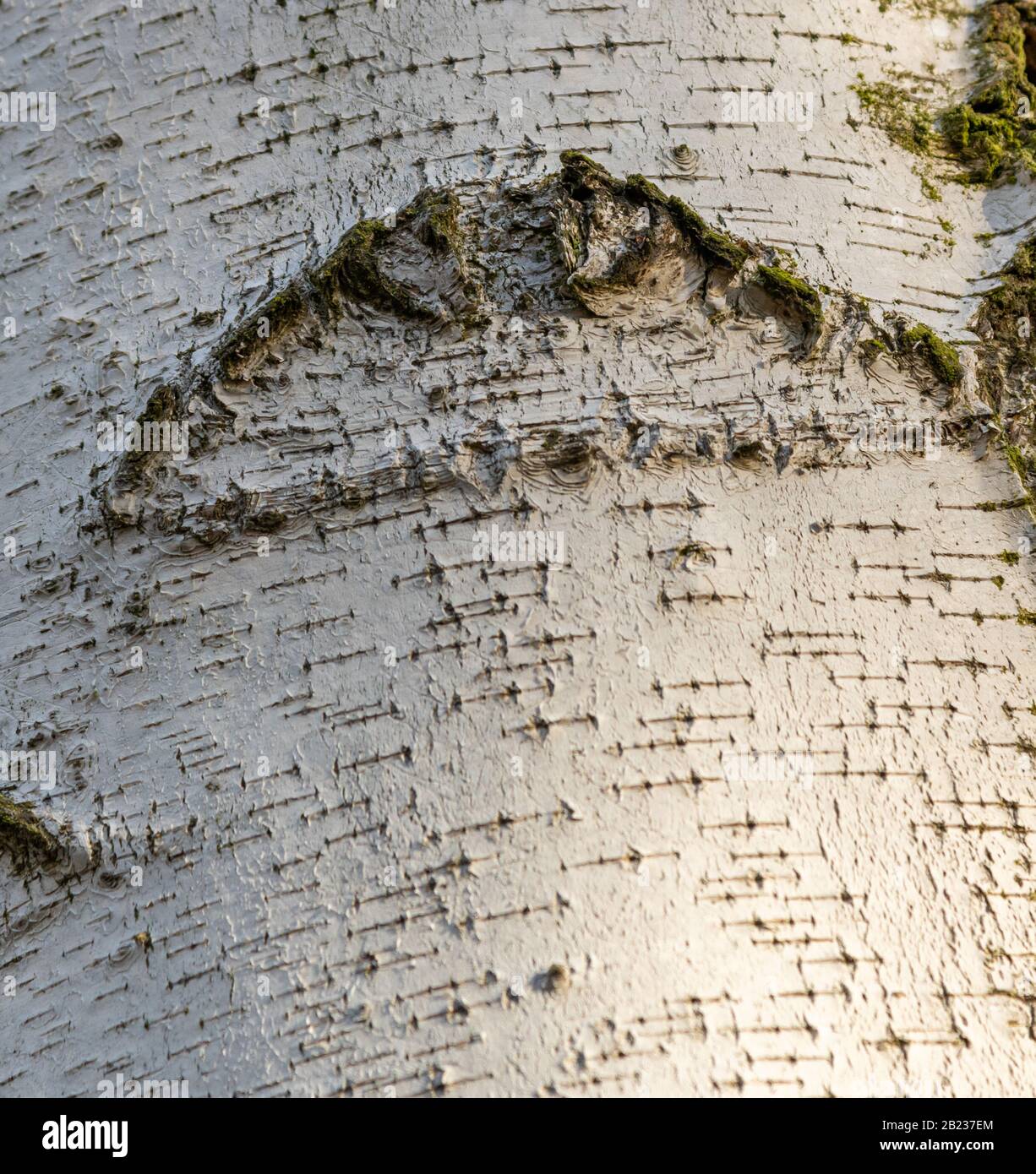 Abstract pattern birch tree hi-res stock photography and images - Alamy