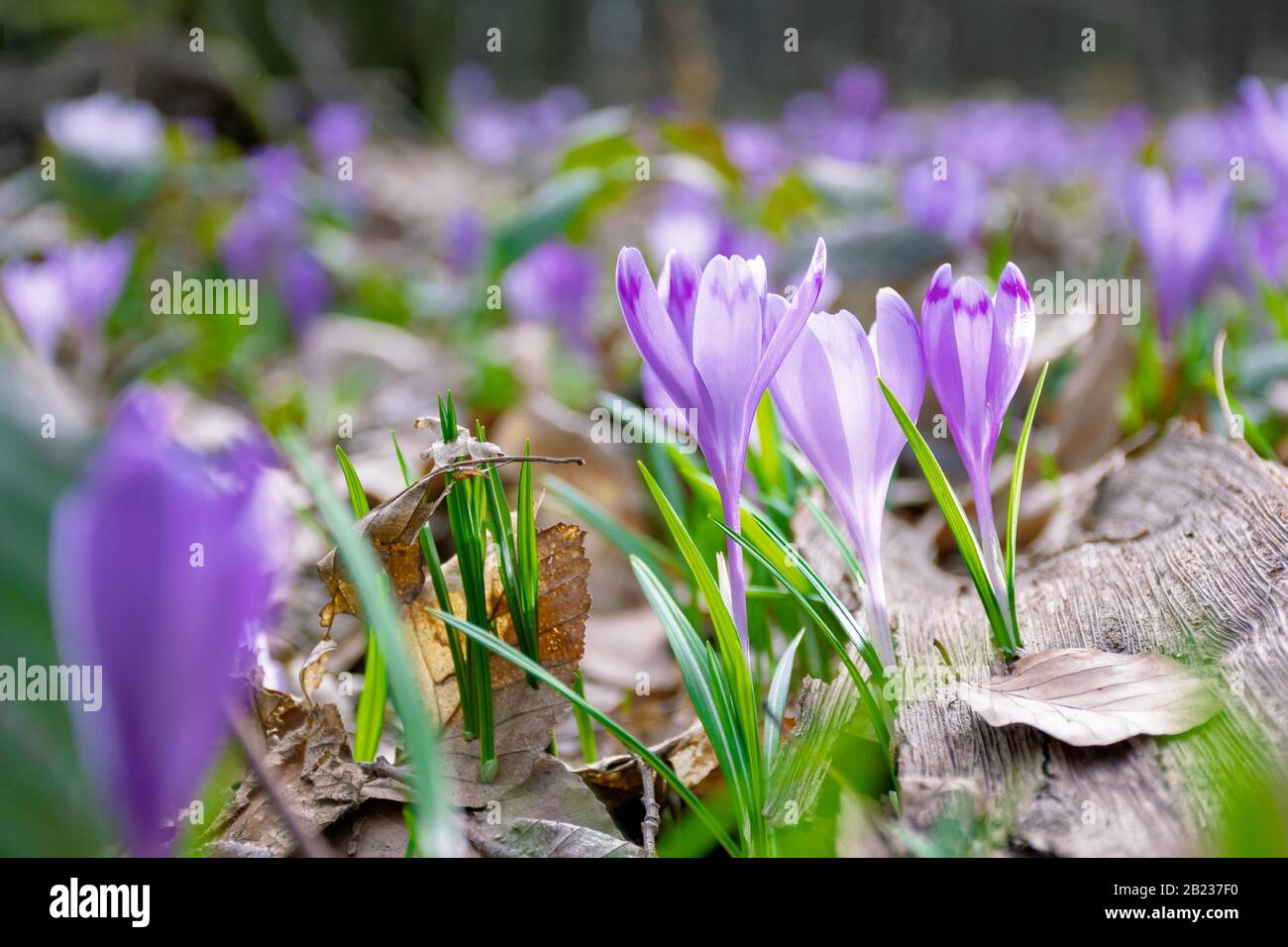 Crocus wild flower hi-res stock photography and images - Alamy