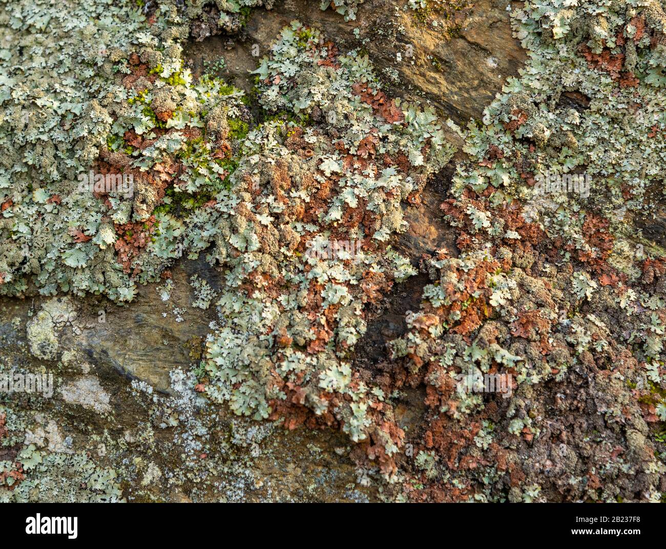 texture of grey and red lichen and moss on rock, detail Stock Photo - Alamy