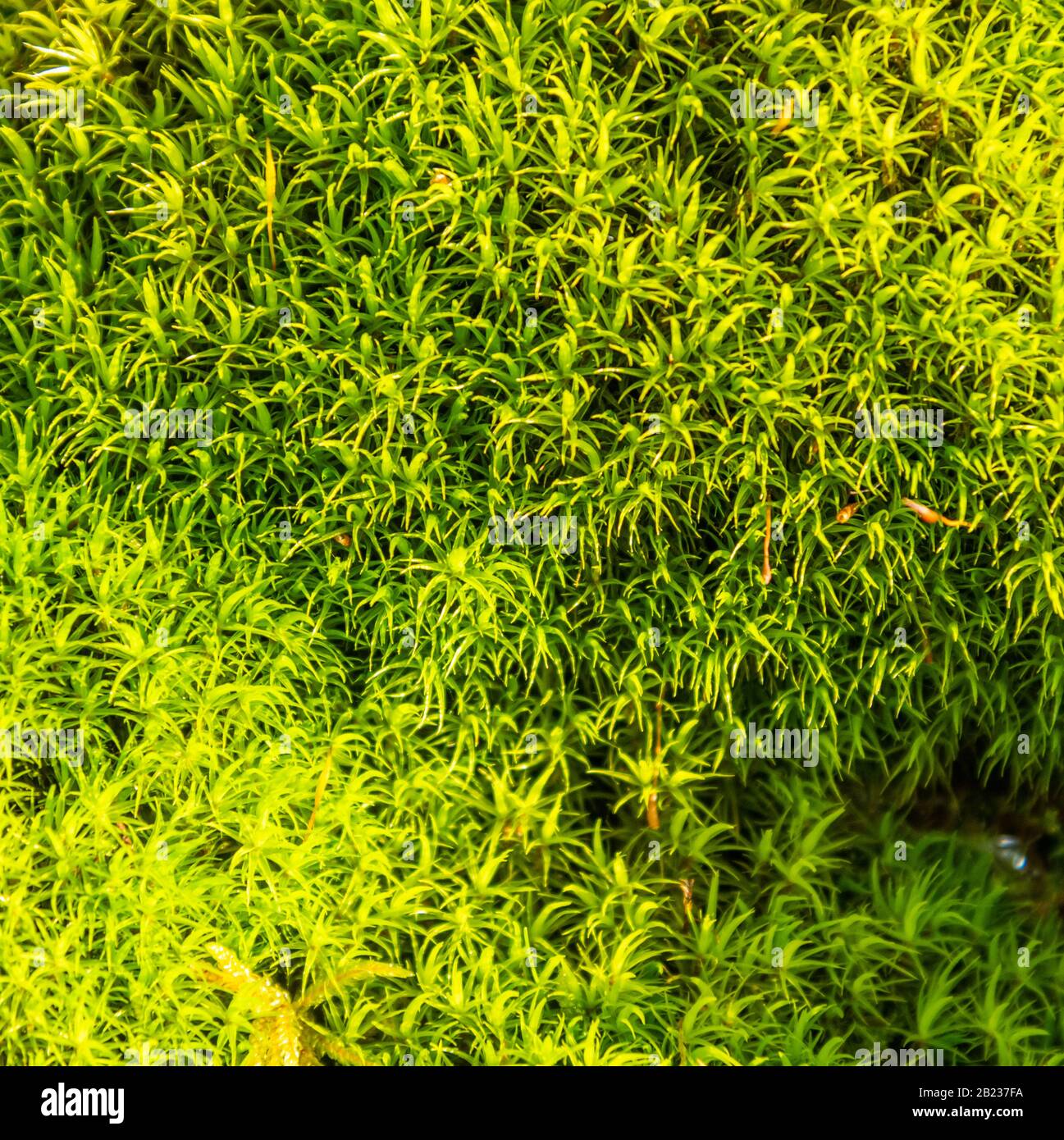 texture of fresh green moss, detail Stock Photo - Alamy