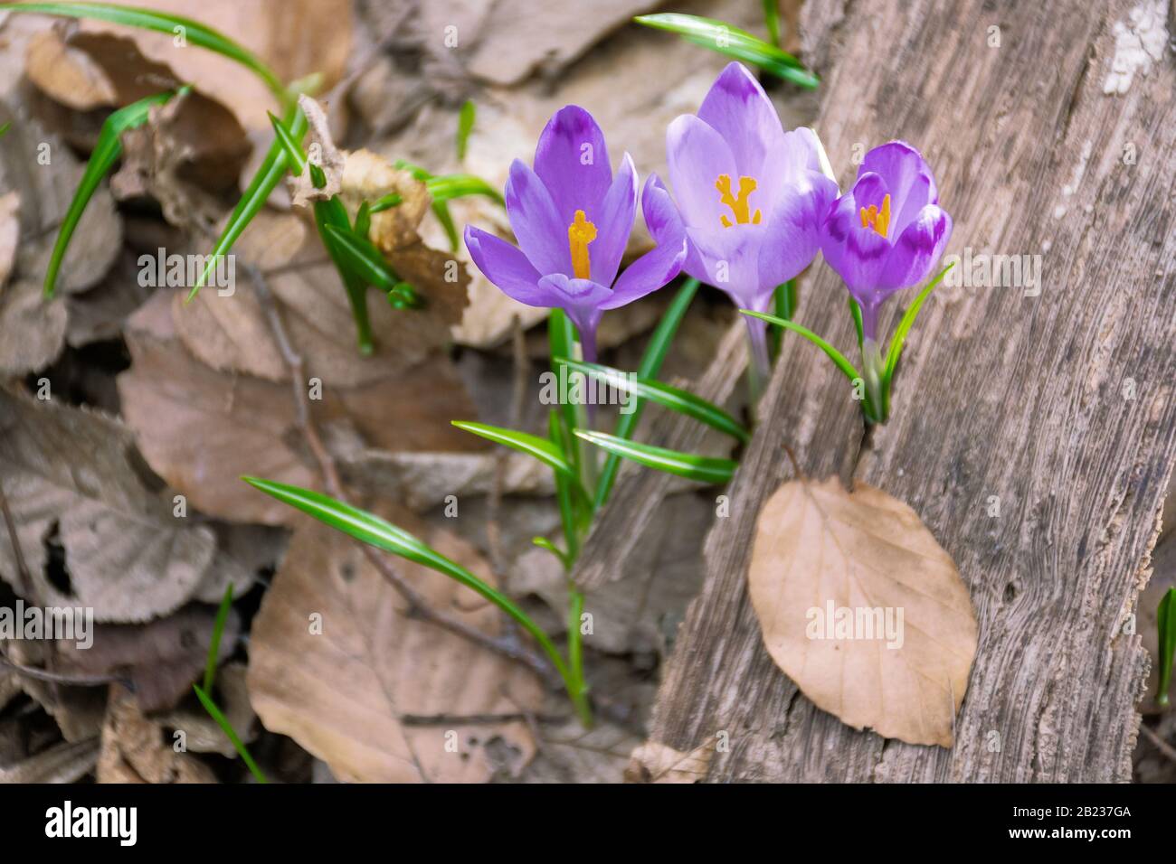 Crocus wild flower hi-res stock photography and images - Alamy