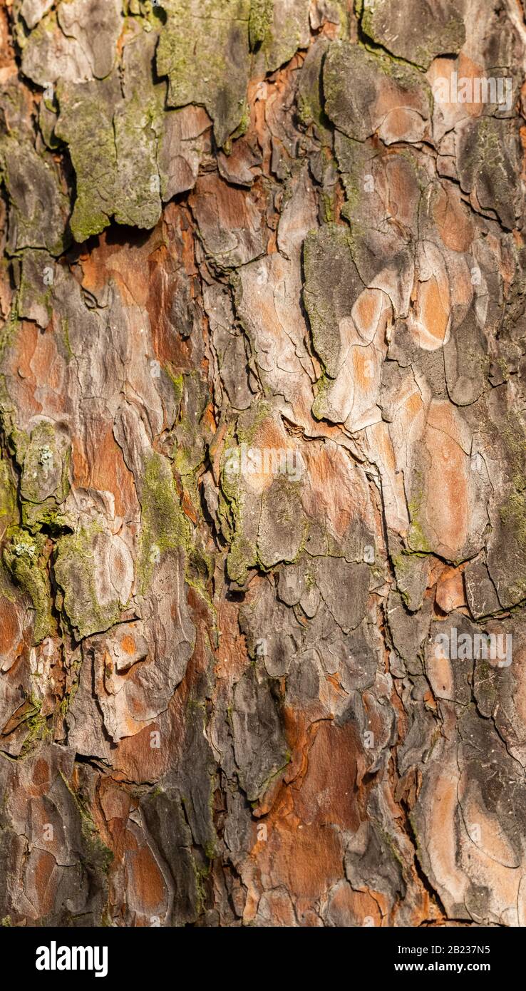 Tree bark detail hi-res stock photography and images - Alamy