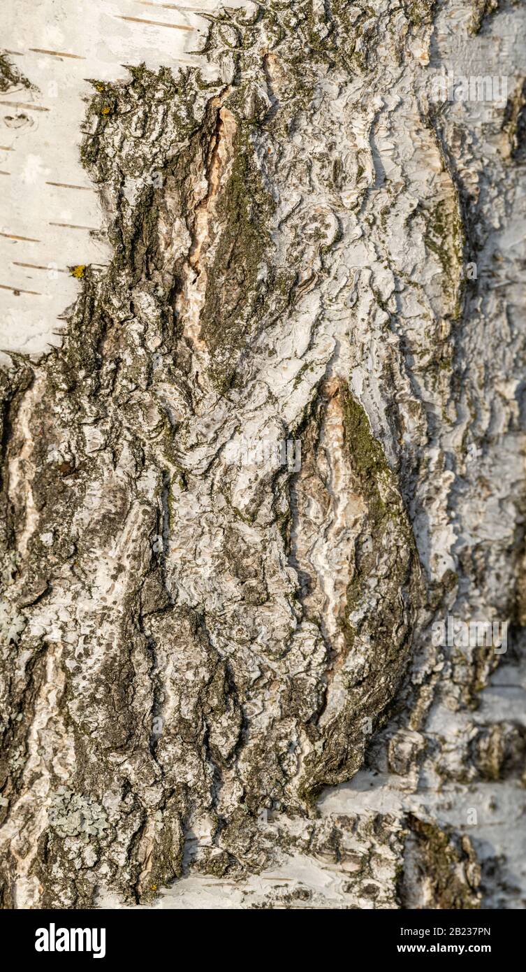 texture of white bark of birch tree, detail Stock Photo - Alamy