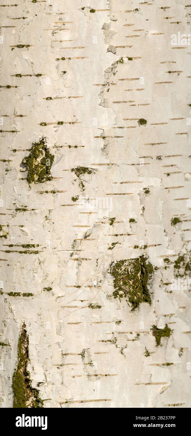 Birch tree seamless pattern hi-res stock photography and images - Alamy