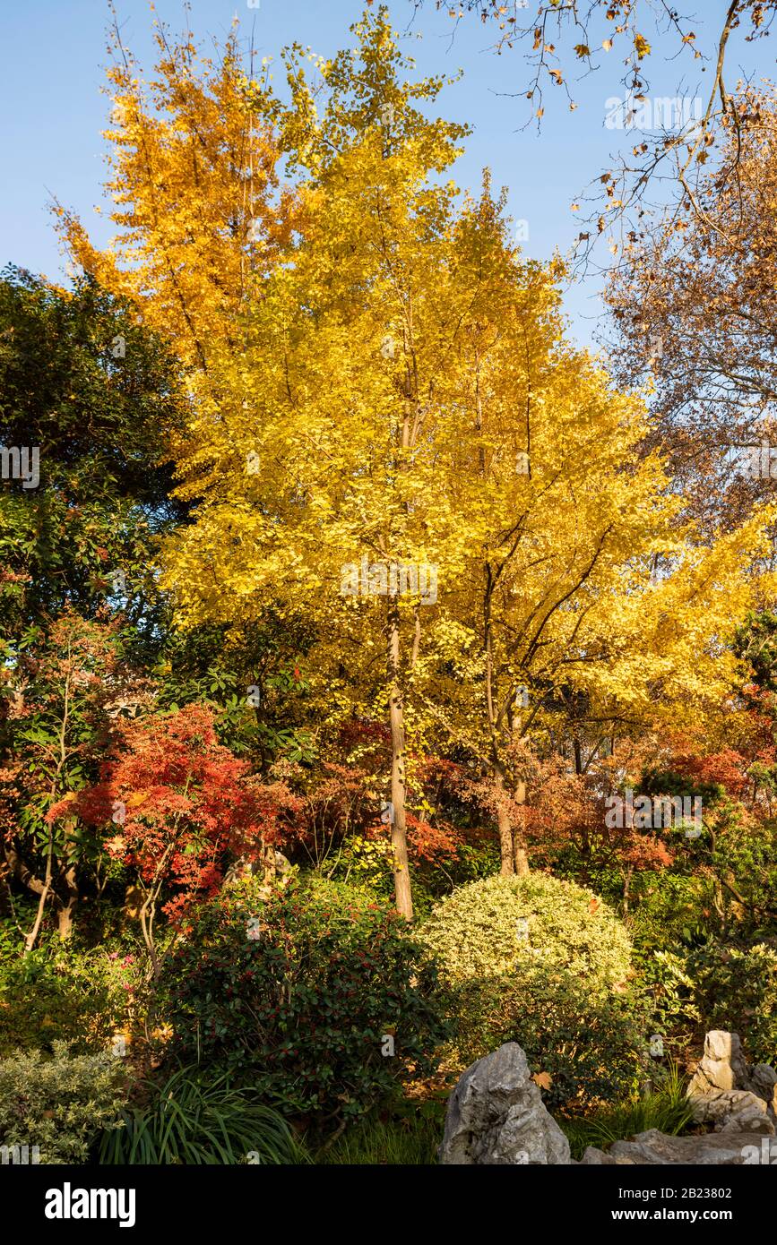 Autumn colours of the Chinese Maple Tree, Acer palmatum, at Hongkou ...