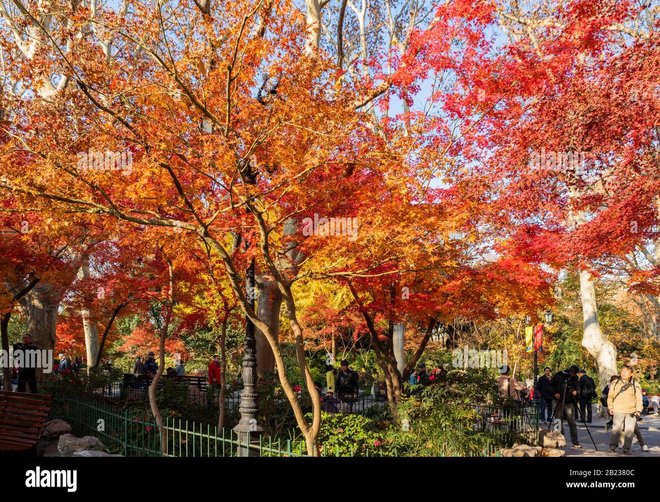 Autumn colours of the Chinese Maple Tree, Acer palmatum, at Hongkou ...