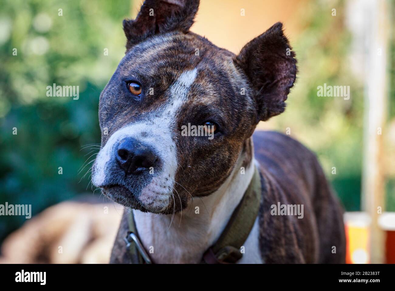 Muzzle of a large evil guard dog with large teeth close-up. The open ...