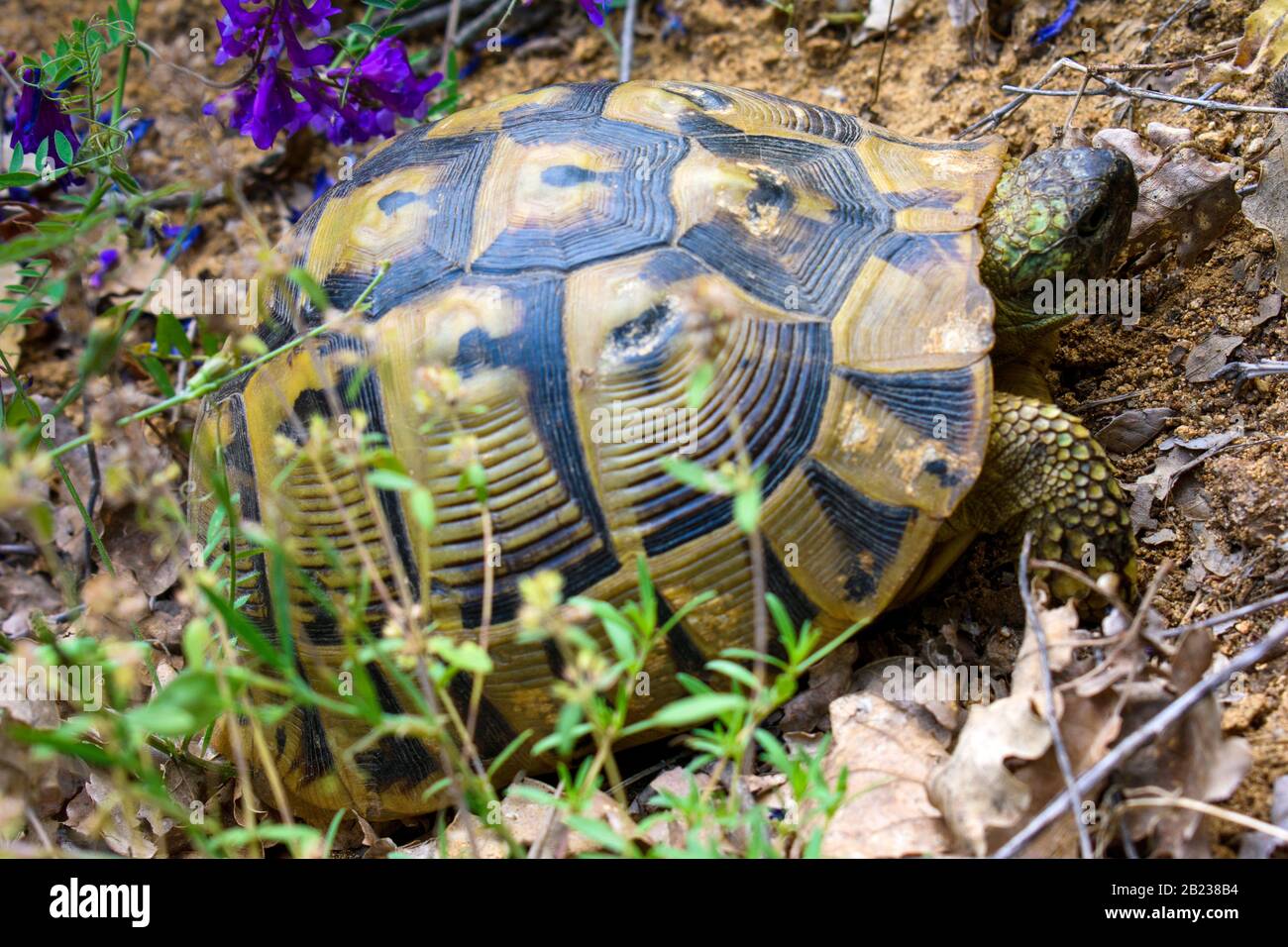Turn turtle hi-res stock photography and images - Alamy