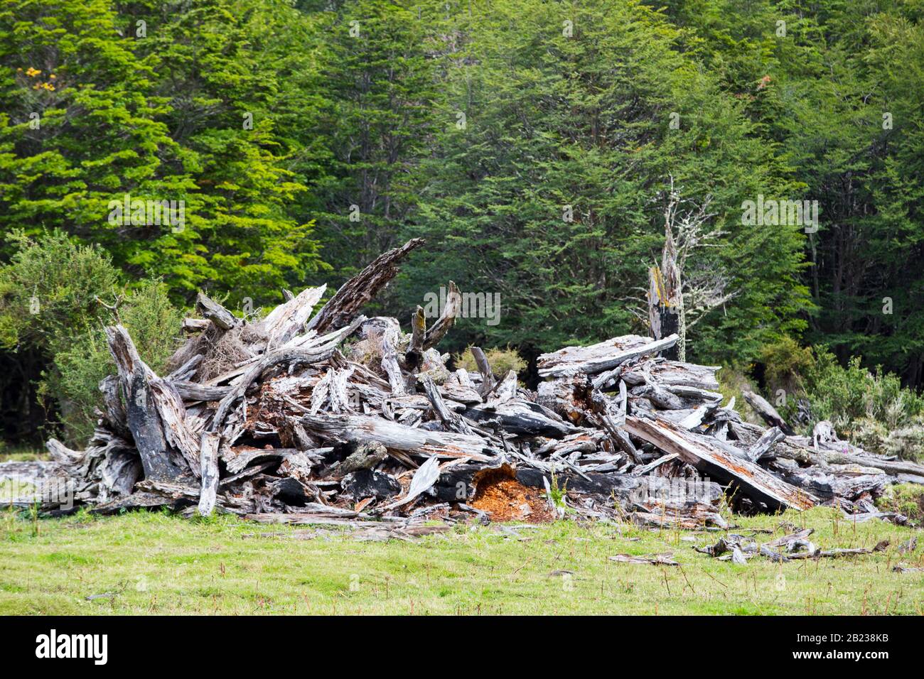 Native Beech and Pine forest between Puerto Natales and Seno ...