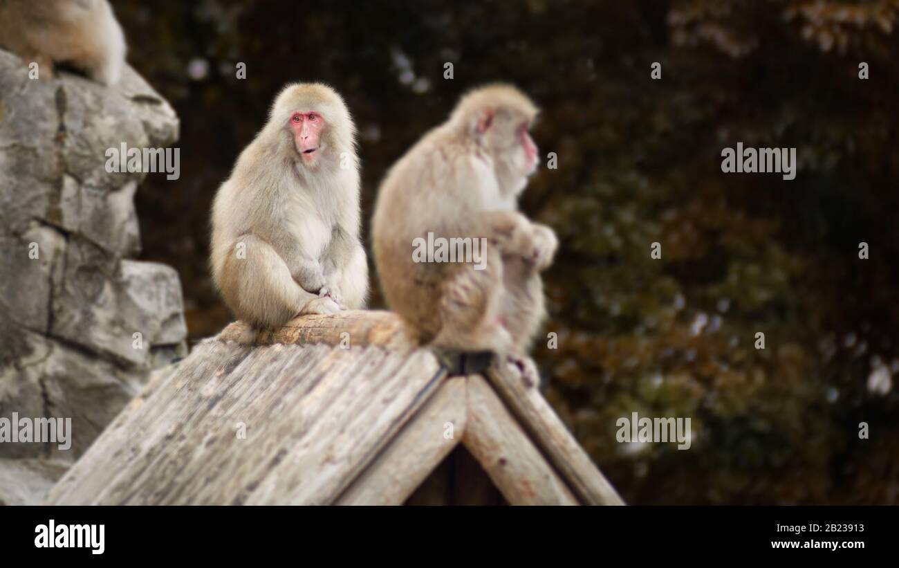 Japanese macaque monkeys in Ueno Zoo, Japan Stock Photo - Alamy