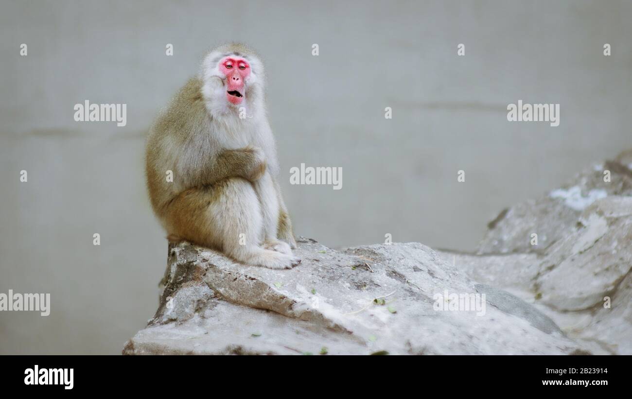 Japanese macaque monkey in Ueno Zoo, Japan Stock Photo - Alamy
