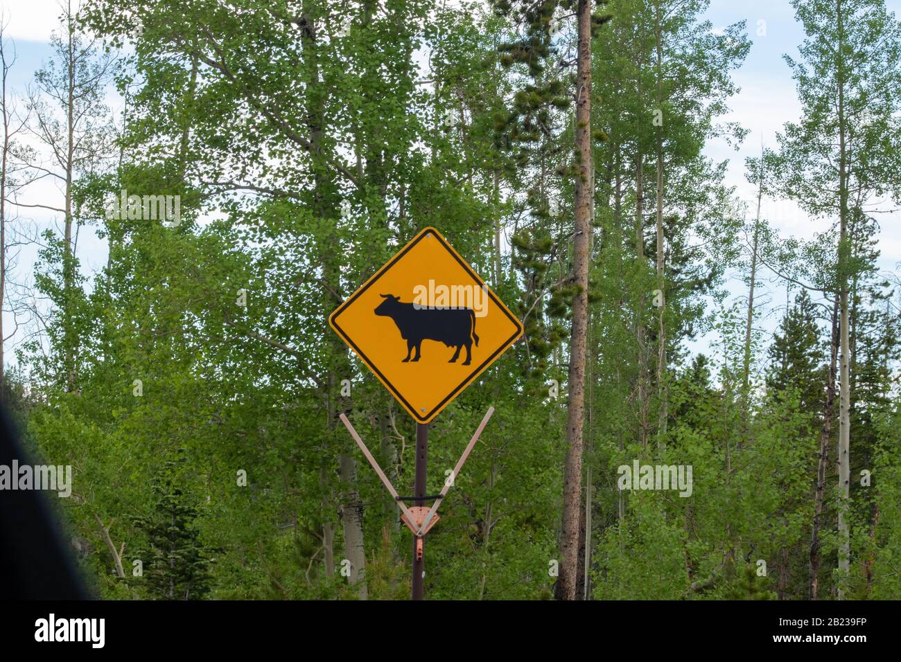 Sheep crossing sign hi-res stock photography and images - Alamy