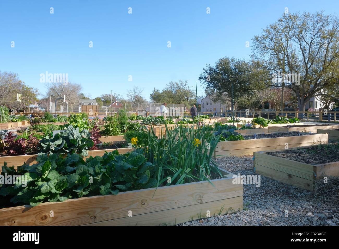 Urban Garden and boxed Planting Soil Available for Individuals to Plant ...