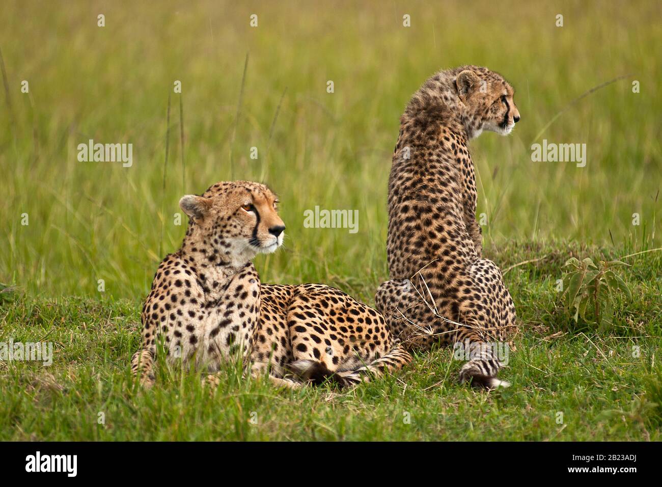 Gepard - Cheetah Stock Photo - Alamy