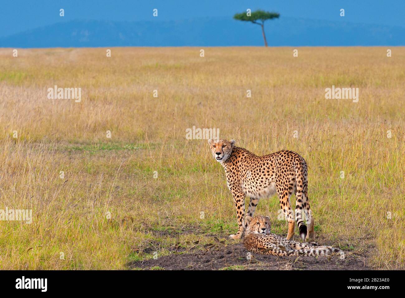Gepard - Cheetah Stock Photo - Alamy