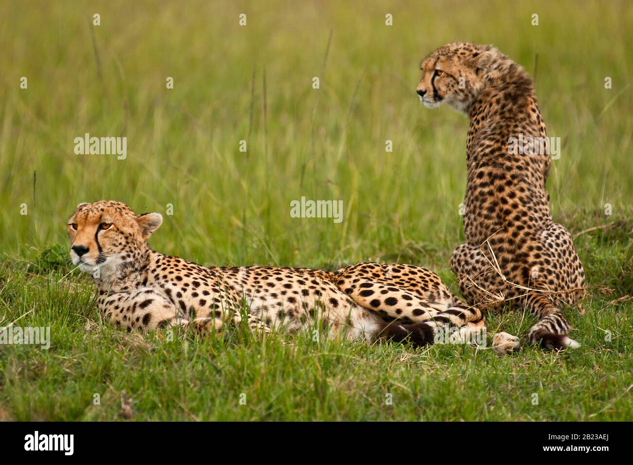 Gepard - Cheetah Stock Photo - Alamy