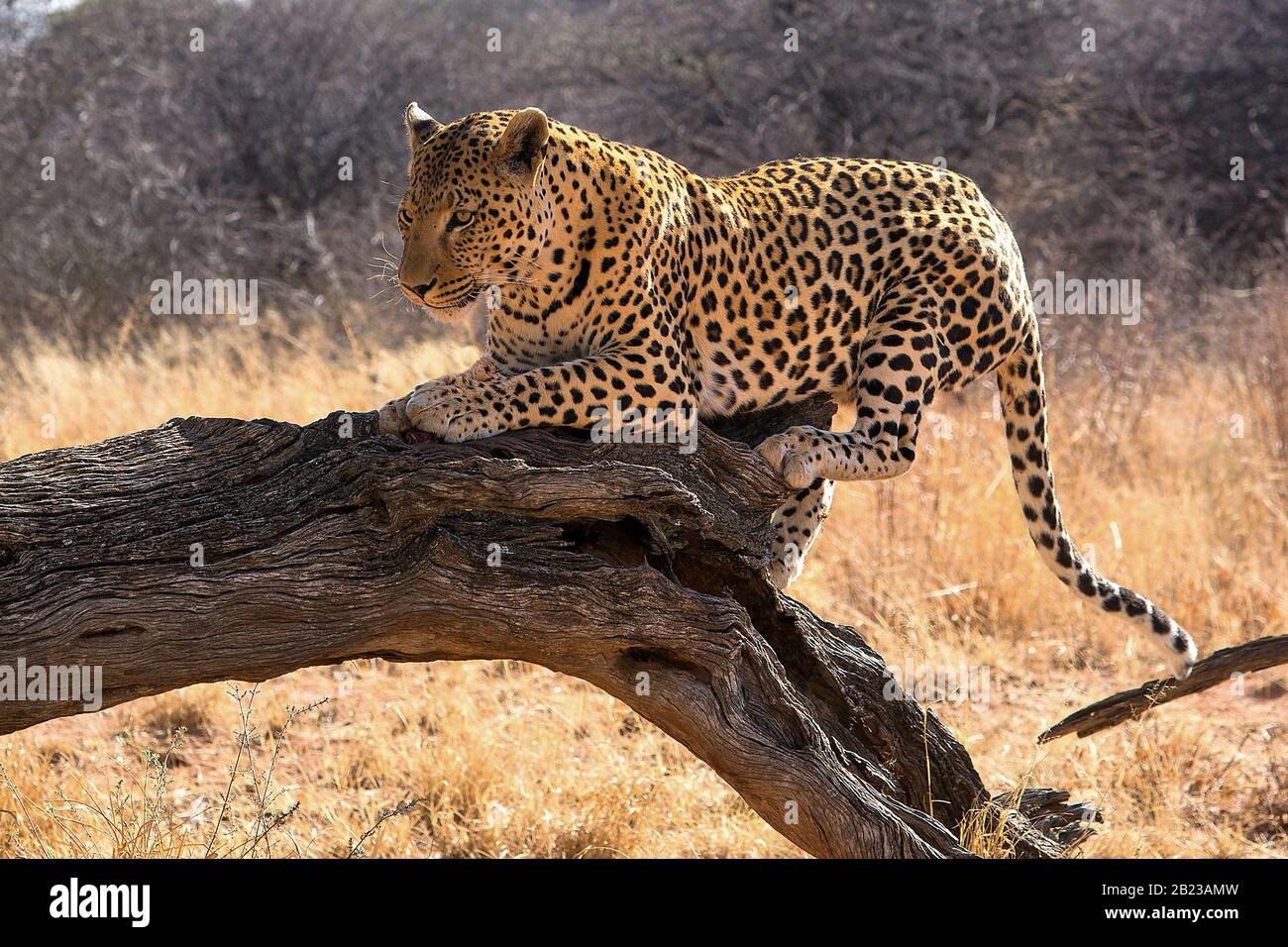 Leopard in Namibia Stock Photo - Alamy