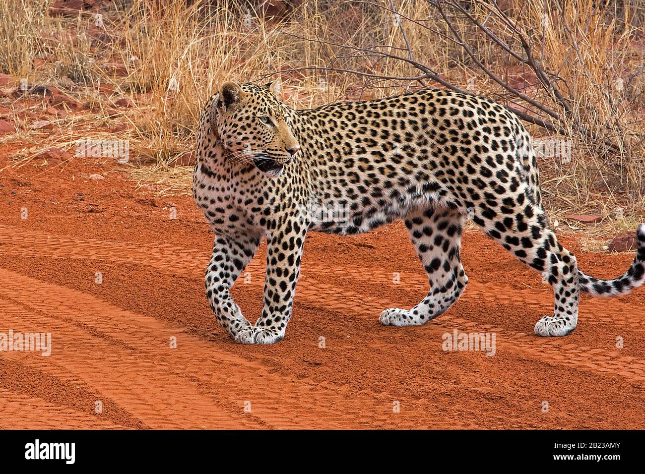 Leopard in Namibia Stock Photo - Alamy