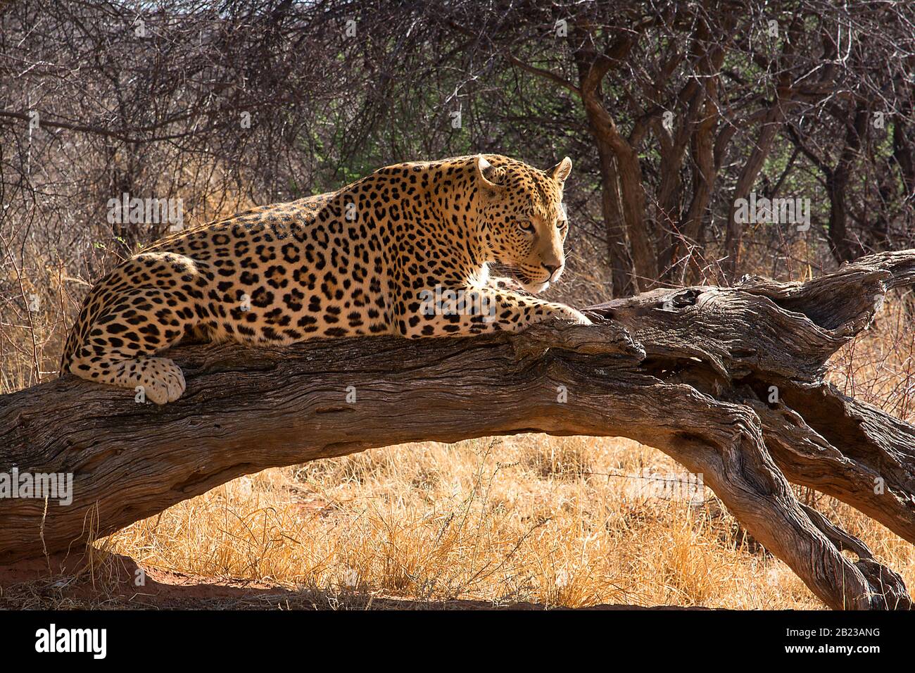 Leopard in Namibia Stock Photo - Alamy