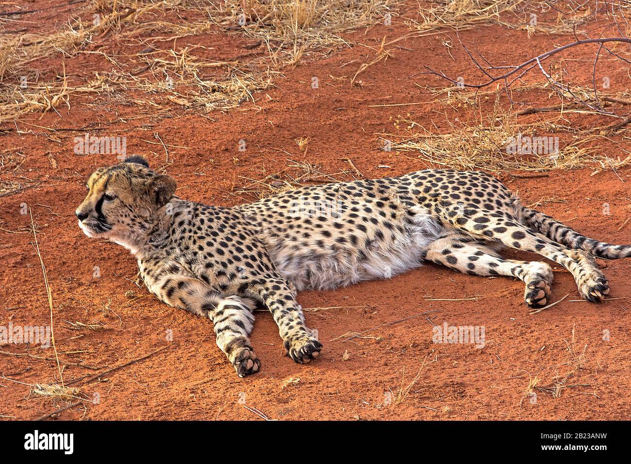 Gepard in Namibia Stock Photo - Alamy