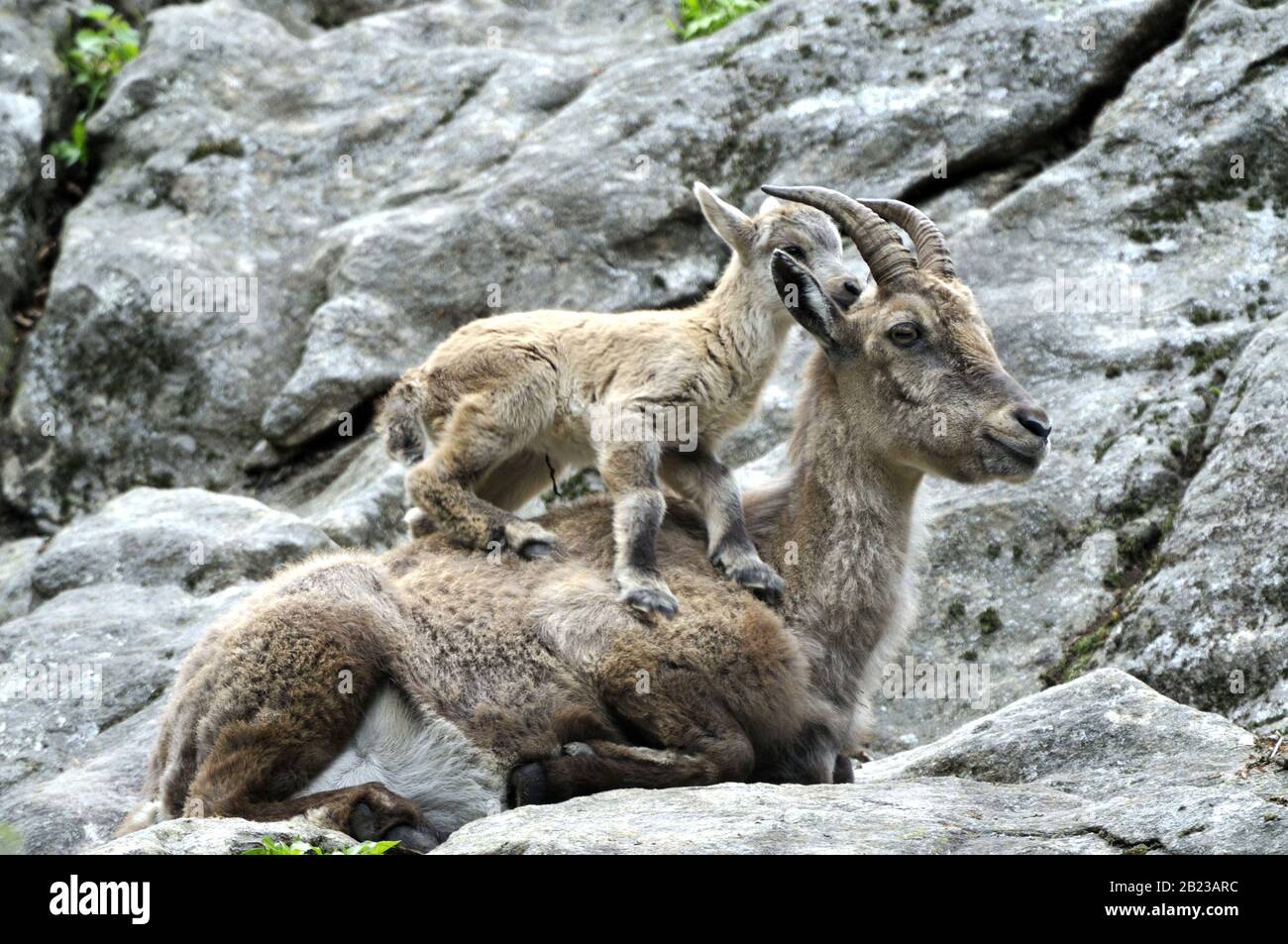 Steinbock, Alpensteinbock, Capra ibex, Alpine Ibex, Kitz spielt mit der ...