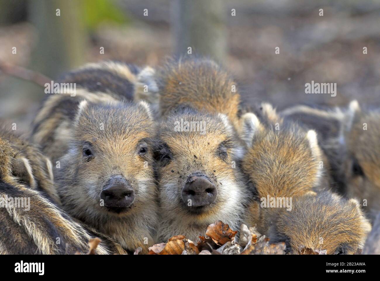 Wildschwein, Frischlinge, liegen zusammen im Eichenlaub Stock Photo - Alamy