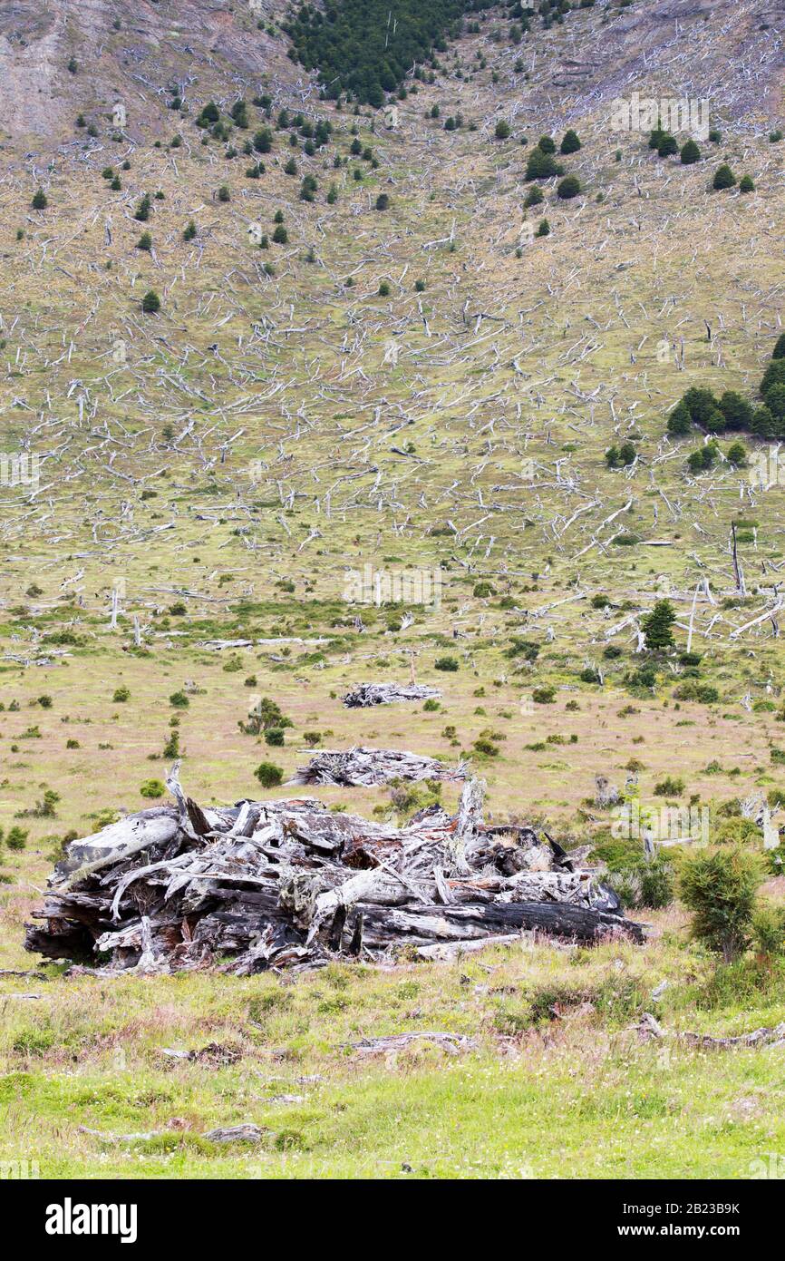 Native Beech and Pine forest between Puerto Natales and Seno ...
