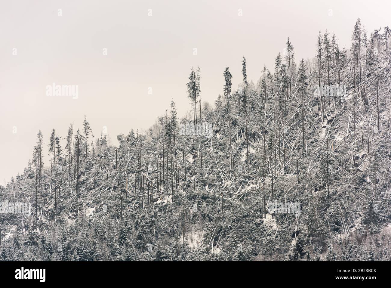 Storm with fallen trees hi-res stock photography and images - Alamy