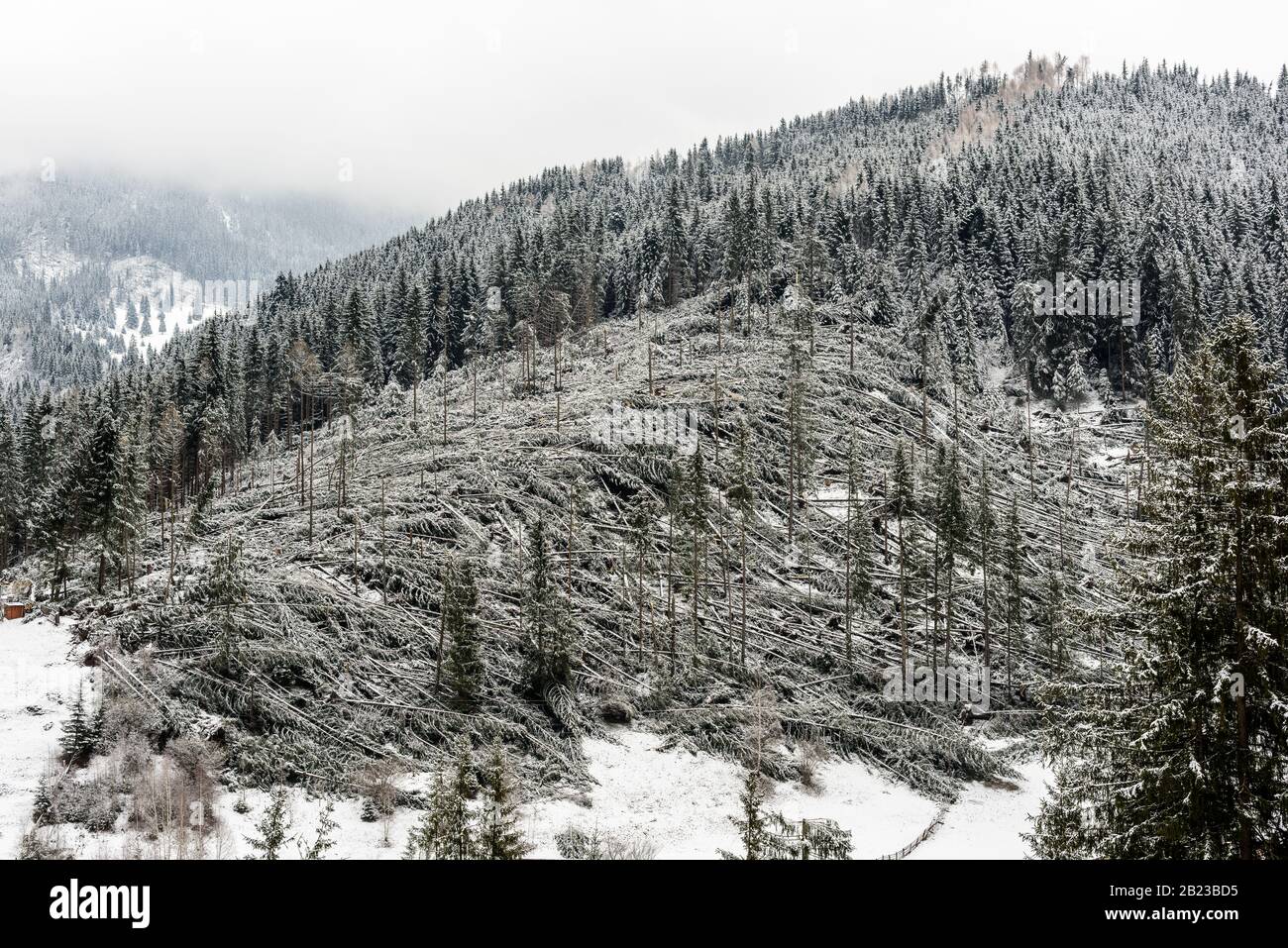 Windfall in forest. Storm damage. Fallen trees in coniferous forest ...