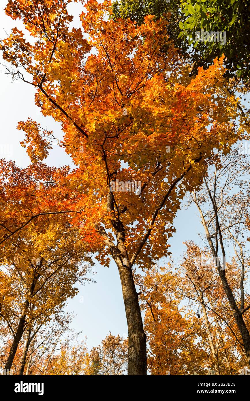 Tianping Shan (Tianping Mountain) during Fall/Autumn in Suzhou, Jiangsu ...