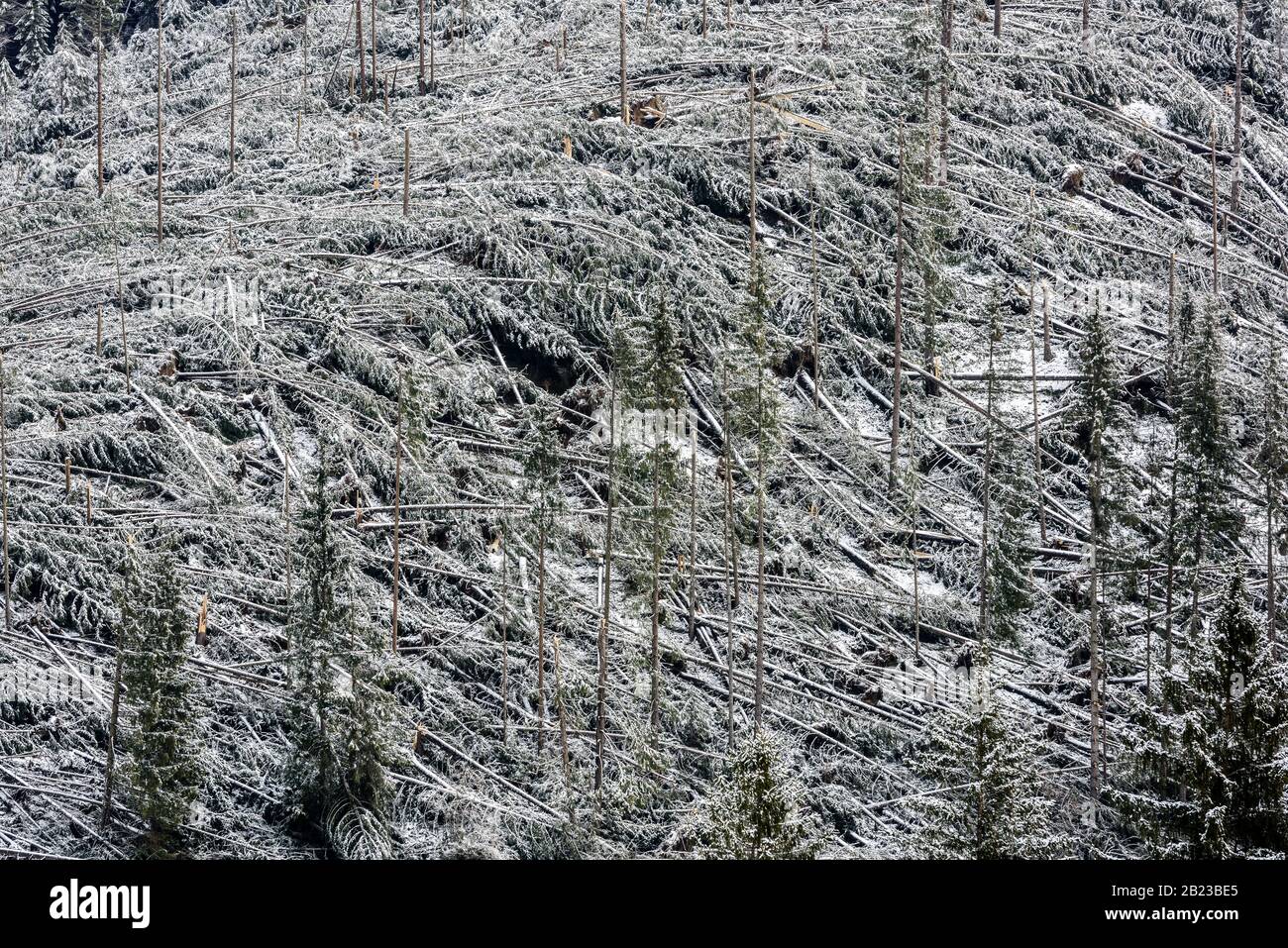 Storm damage winter forest hi-res stock photography and images - Alamy