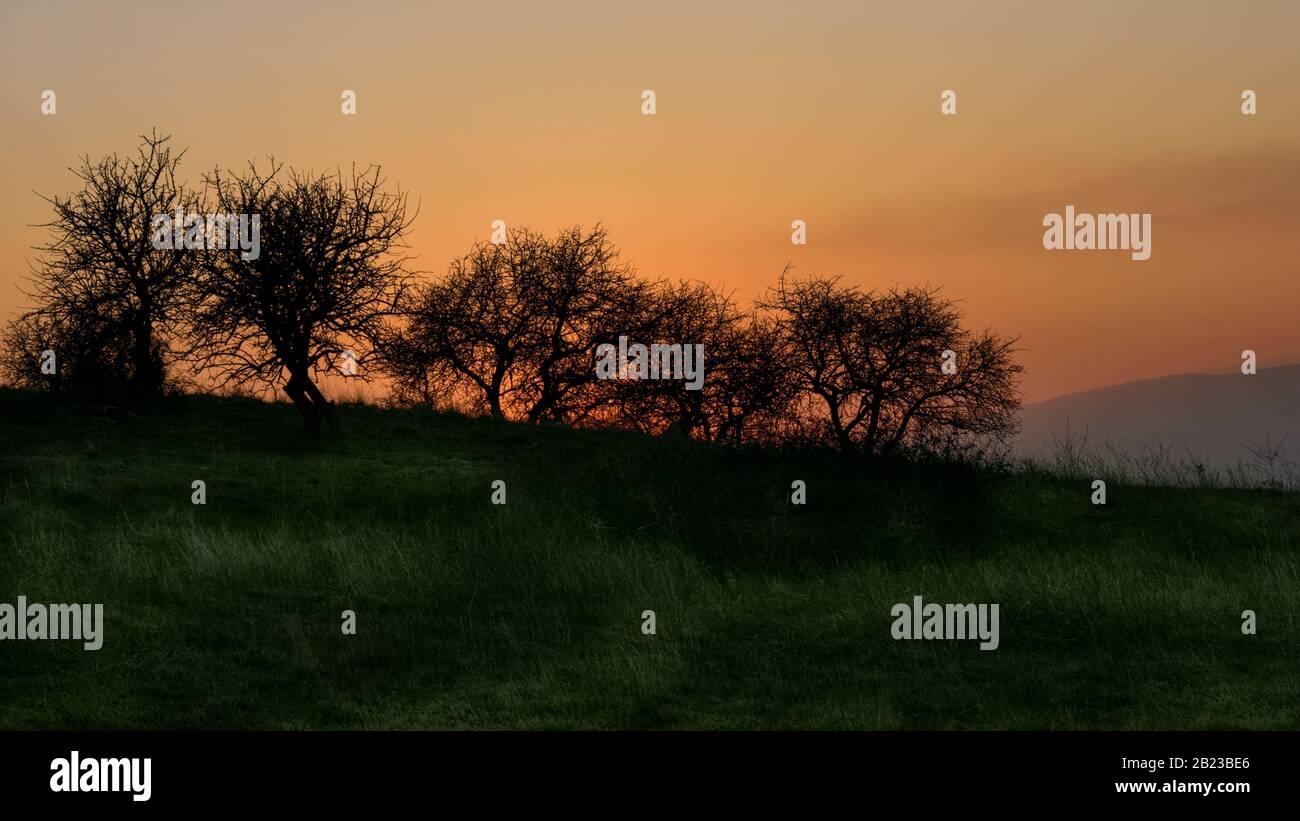 Silhouette tree sundown hi-res stock photography and images - Alamy
