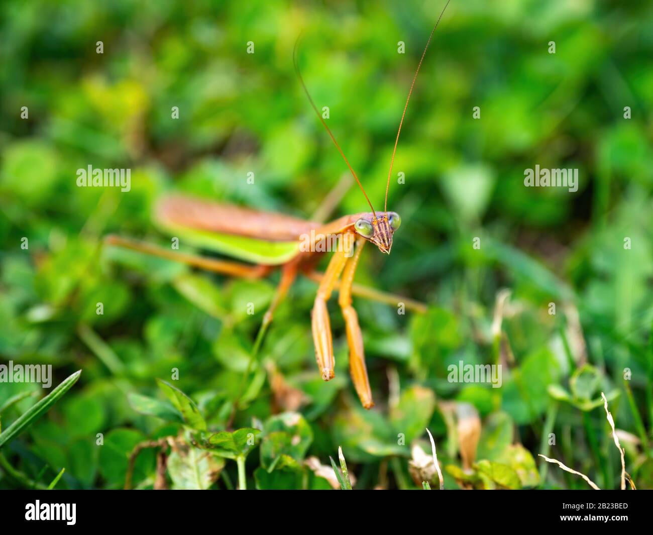 closeup of praying mantis in grass Stock Photo - Alamy