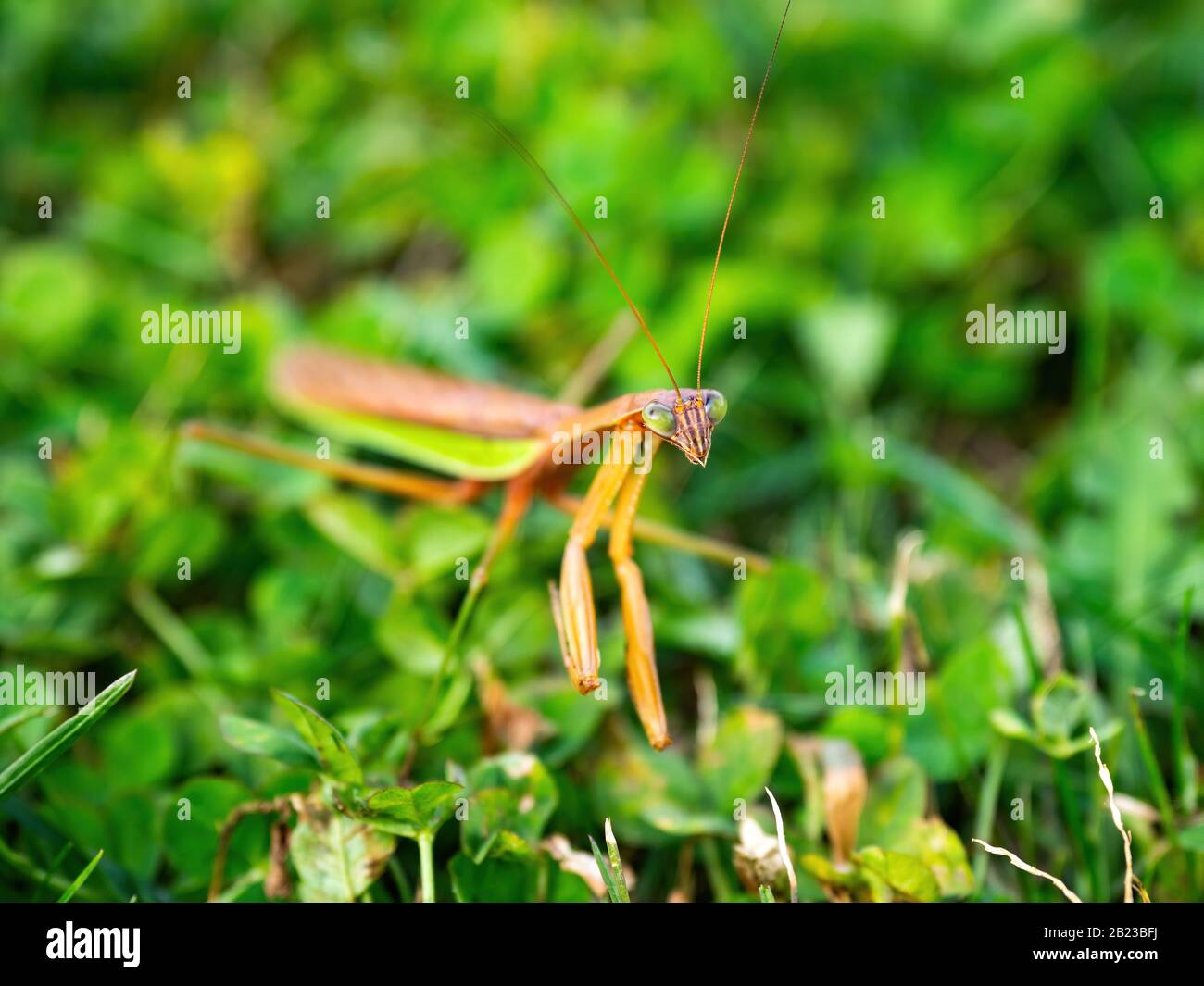 Praying mantis eating insect hi-res stock photography and images - Alamy