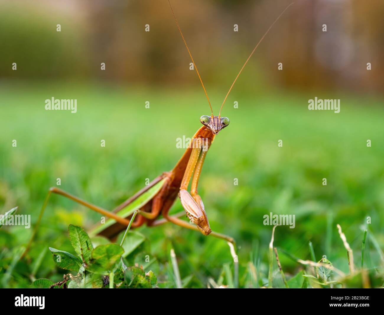 closeup of praying mantis in grass Stock Photo - Alamy